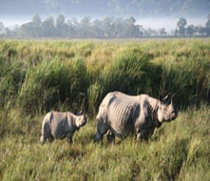 Kaziranga - Kohuwa Bon